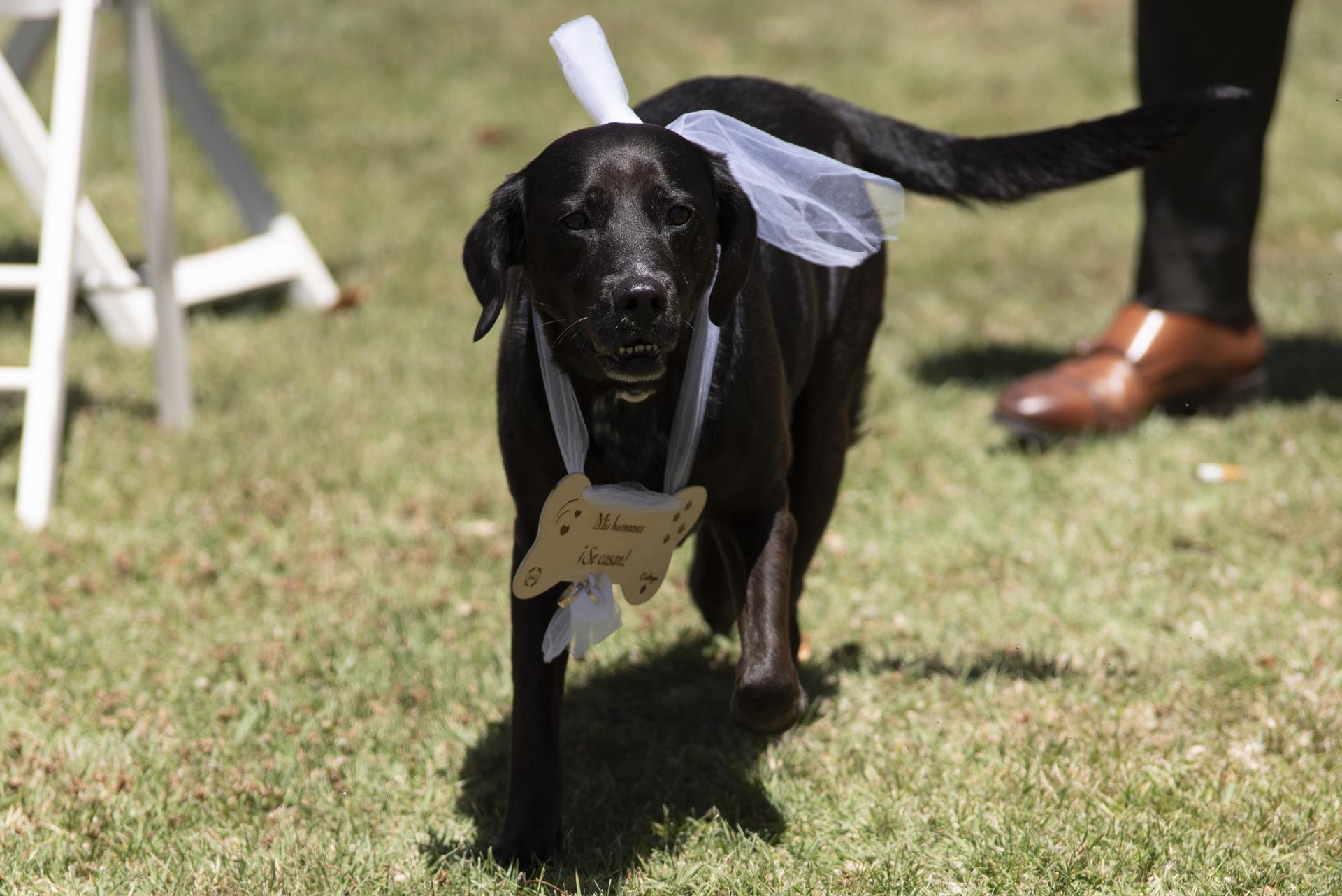 Bodas con perros. 7 maneras de incluirlos el gran día