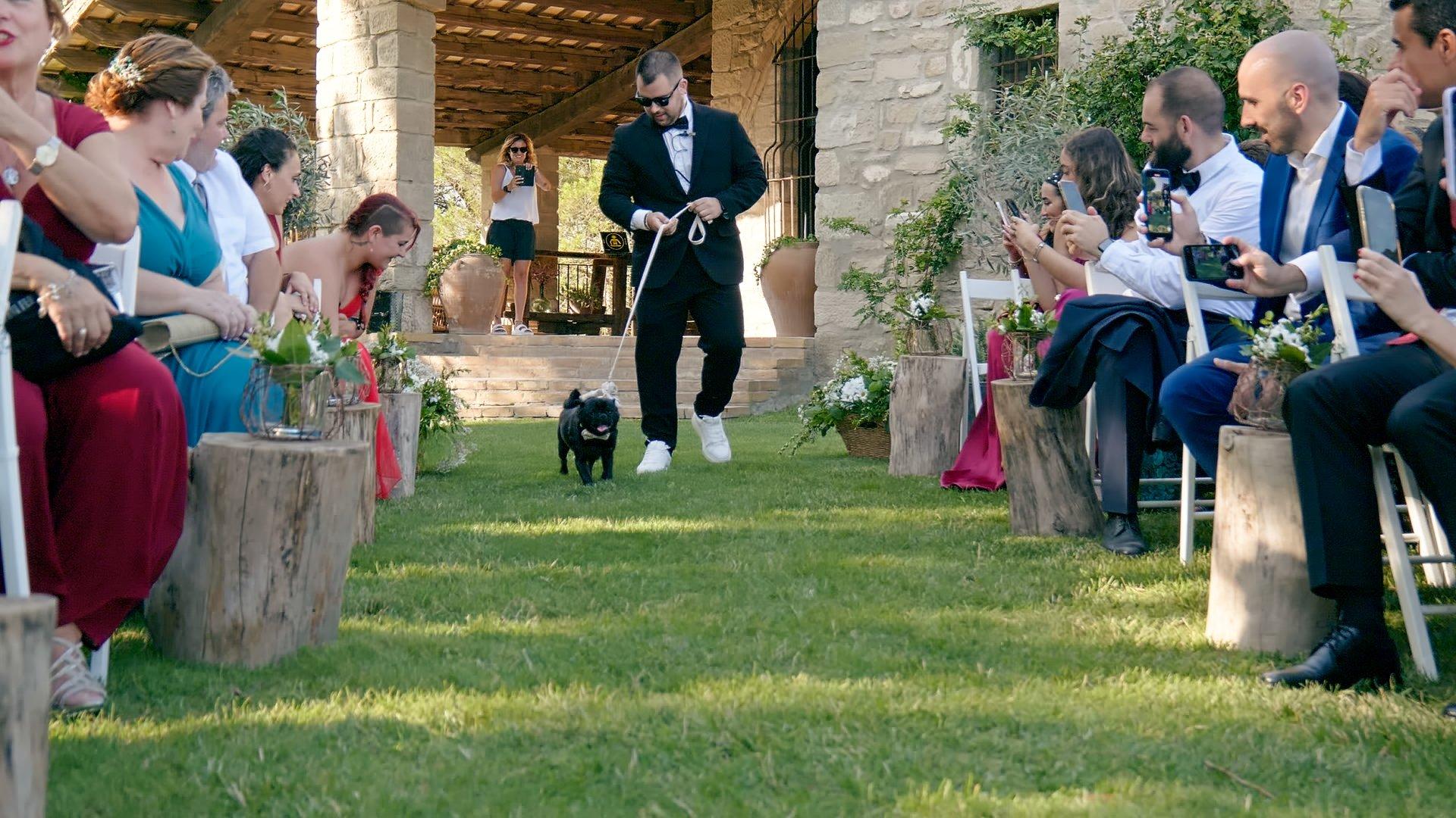 Bodas con perros. 7 maneras de incluirlos el gran día