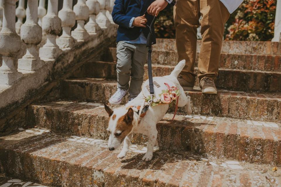 Bodas con perros. 7 maneras de incluirlos el gran día