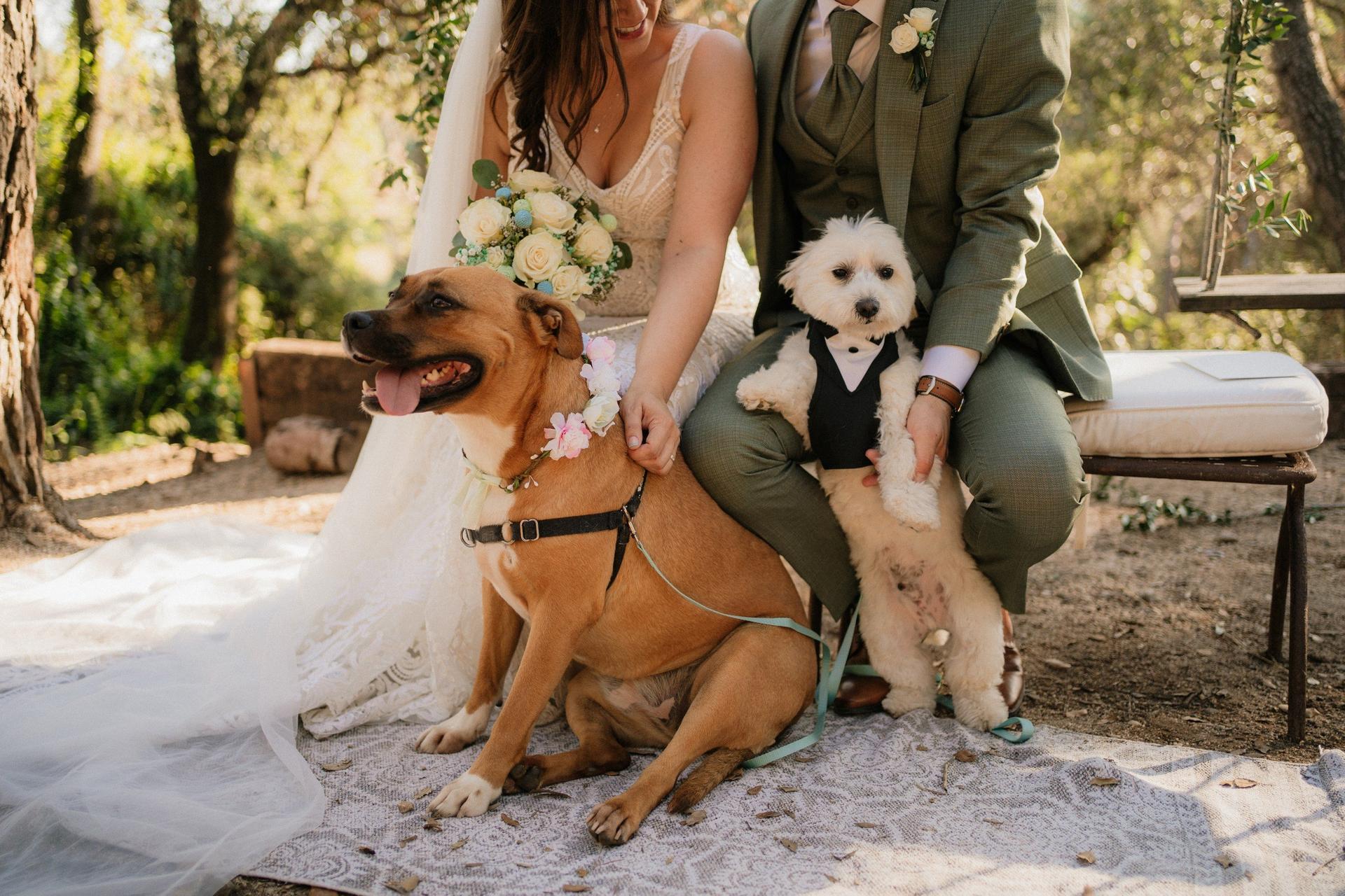 Bodas con perros. 7 maneras de incluirlos el gran día