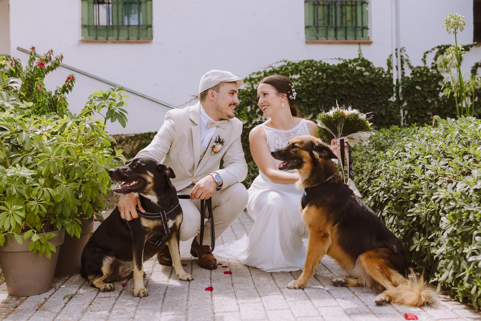 Bodas con perros. 7 maneras de incluirlos el gran día