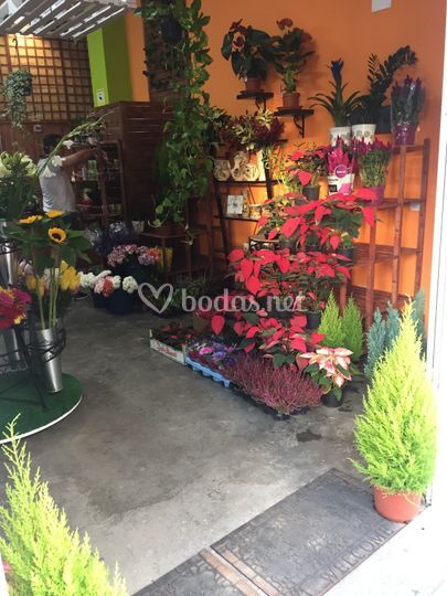 Floristería El Centro